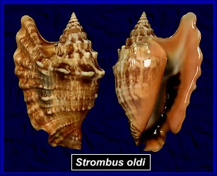 Strombus oldi - A Retrospective